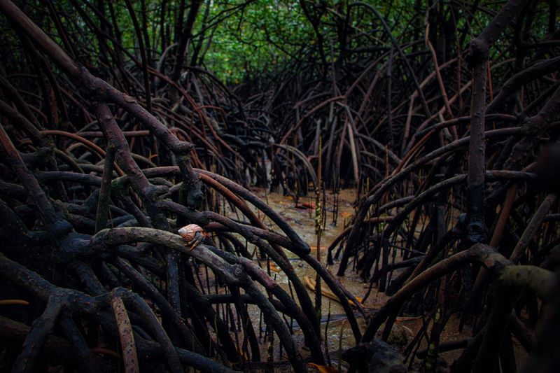 Mangrove Photography Awards 2024 | Winners 2024